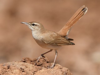 Rufous-tailed Scrub-Robin - Cercotrichas galactotes - Birds of the World