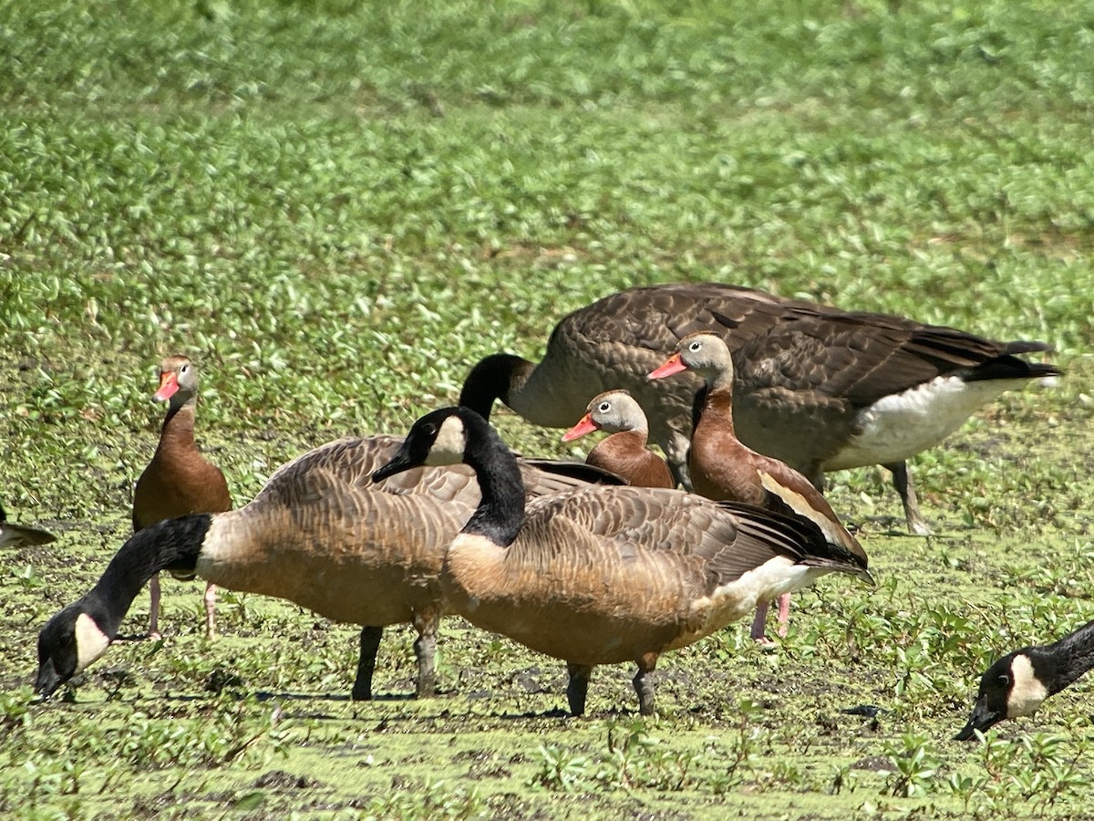 eBird Checklist - 30 Jul 2022 - John Heinz National Wildlife Refuge at Tinicum, Philadelphia US ...