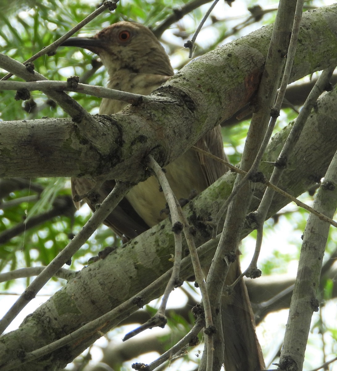 eBird Checklist - 16 Jul 2022 - Palo Alto Battlefield NHP (LTC 031 ...