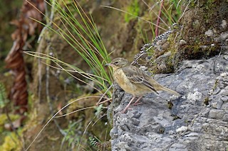Alpine Pipit - Anthus gutturalis - Birds of the World