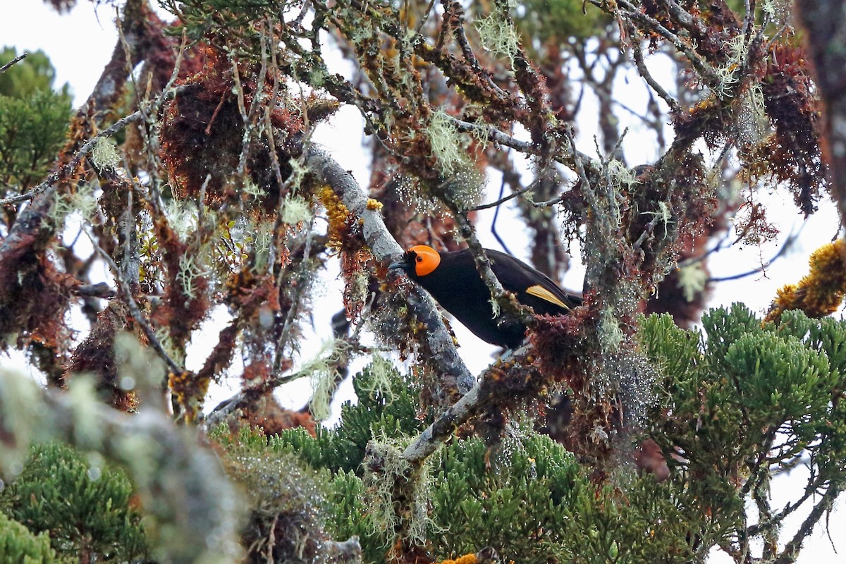 Macgregor's Honeyeater - Macgregoria pulchra - Birds of the World