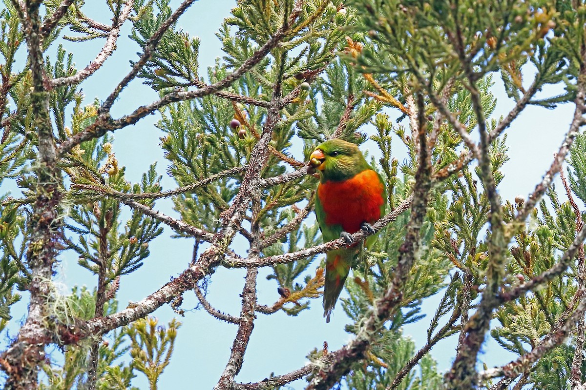 Orange-billed Lorikeet - Neopsittacus pullicauda - Birds of the World