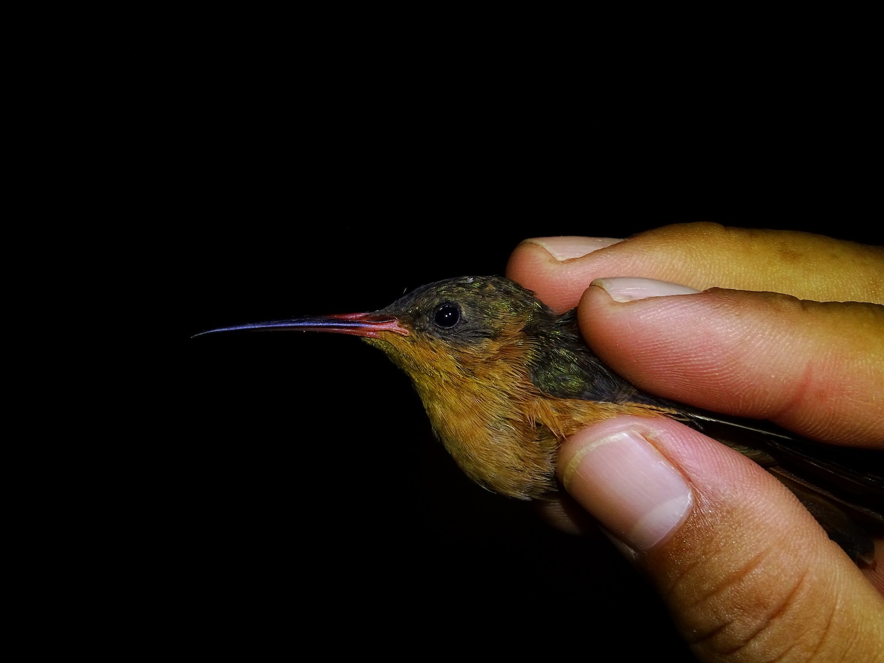 Colibrí Canelo (graysoni) - eBird