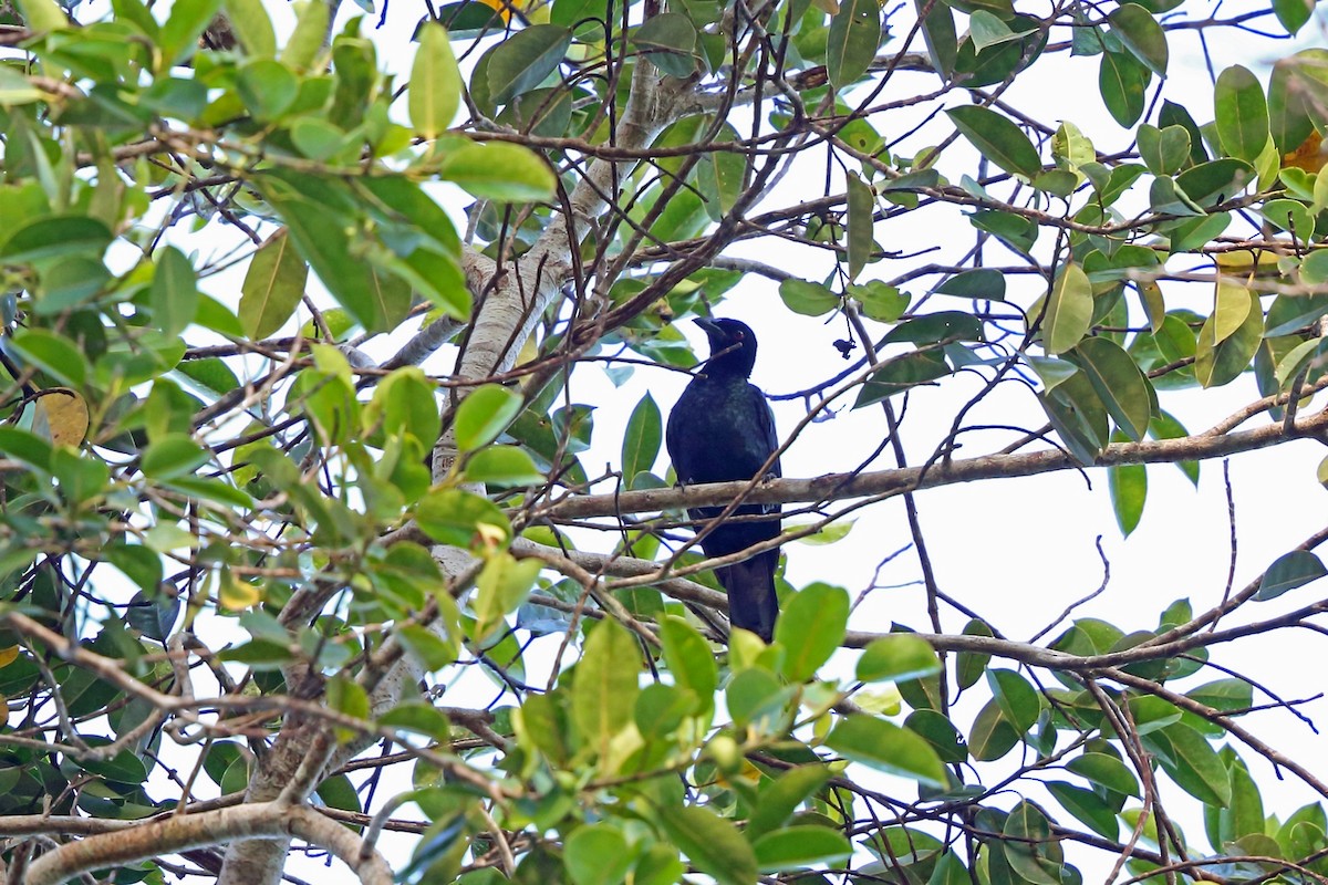 Jobi Manucode - Manucodia jobiensis - Birds of the World