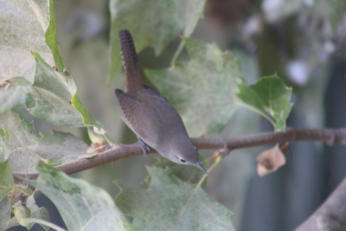 ML471343421 House Wren Macaulay Library