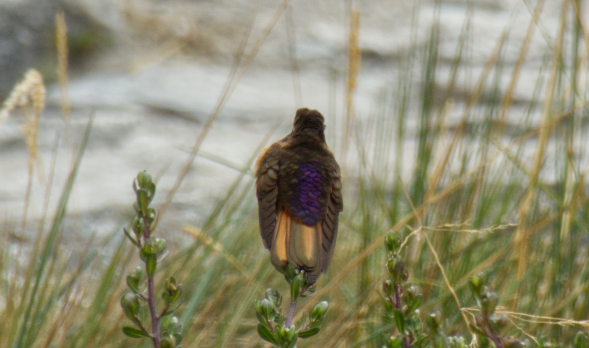 ML471343571 Shining Sunbeam Macaulay Library