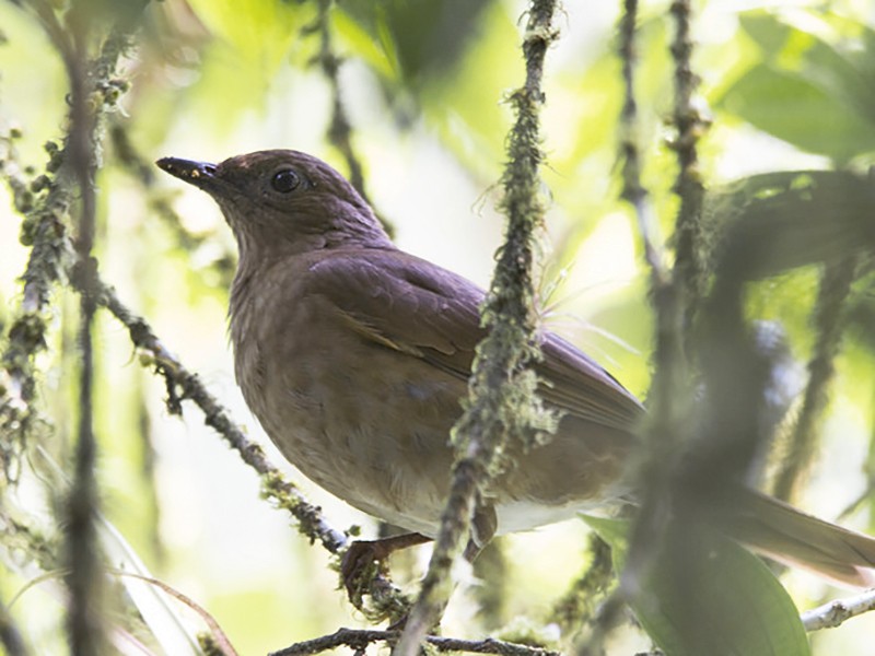 Pale-vented Thrush - eBird