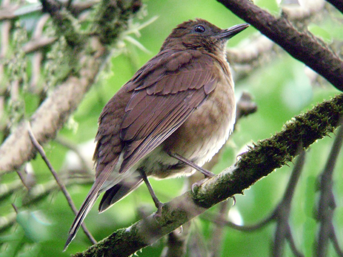 Pale-vented Thrush - Turdus obsoletus - Birds of the World