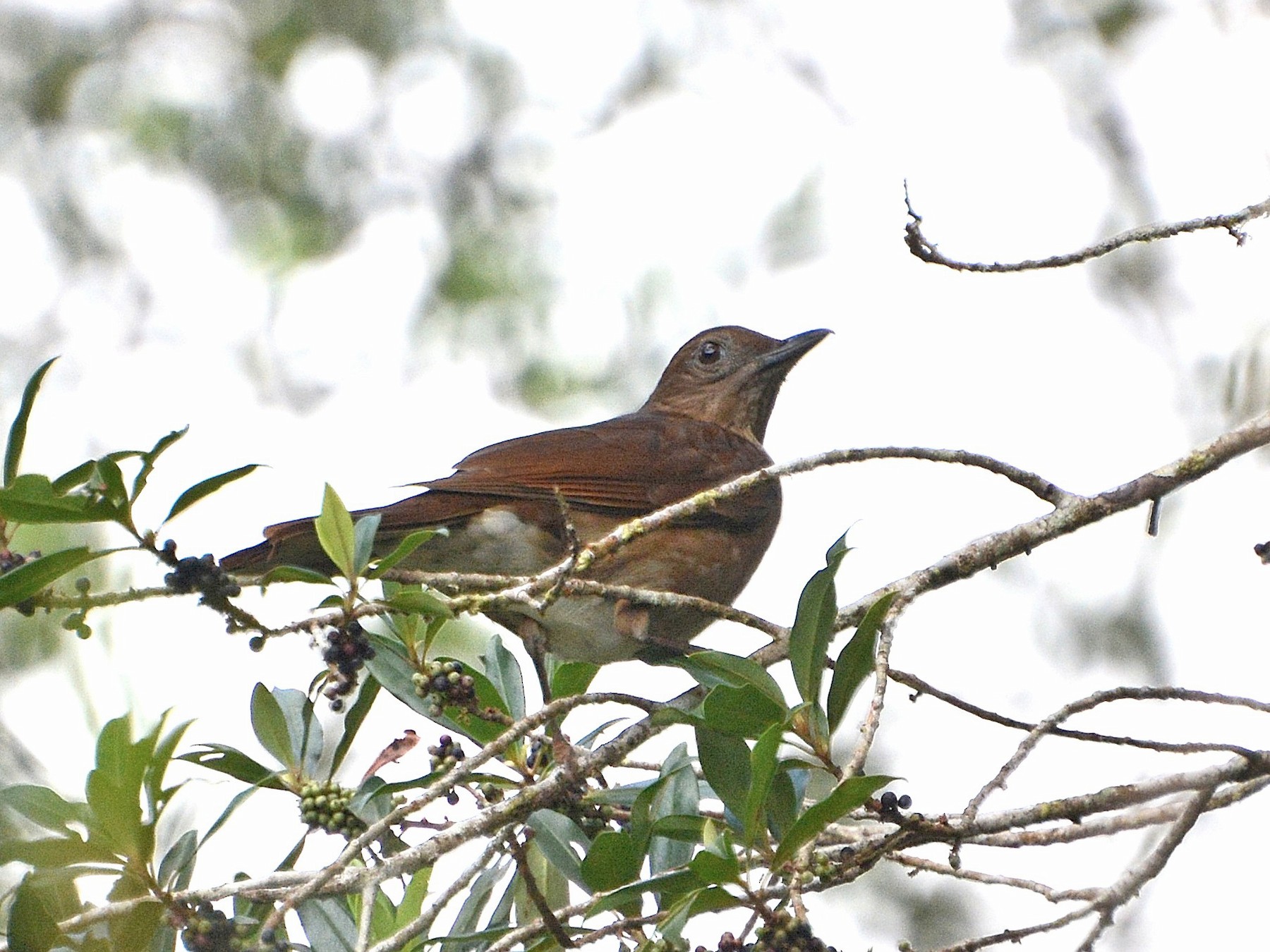Pale-vented Thrush - eBird