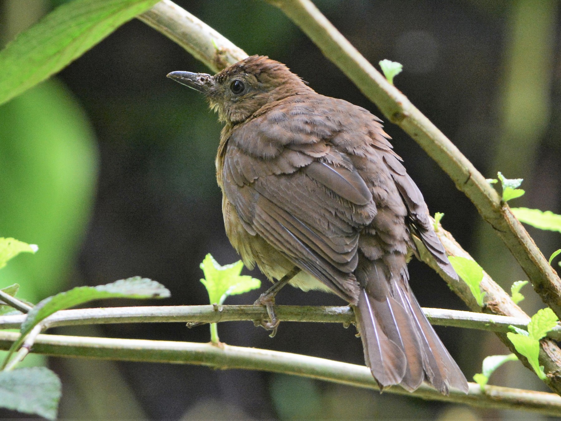 Pale-vented Thrush - eBird