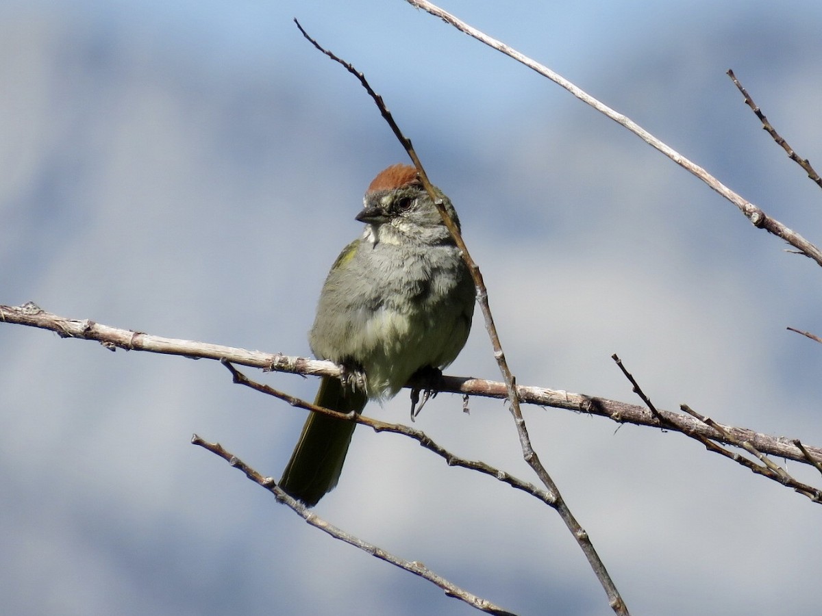 eBird Checklist - 30 Jul 2022 - Michigan City Rd. - 30 species (+2 ...