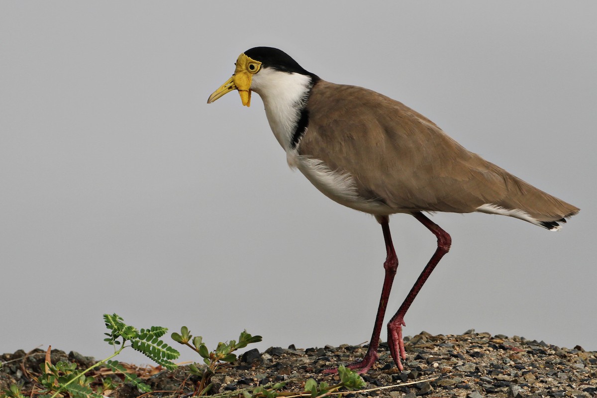 eBird Checklist - 19 Apr 2022 - Slade Pt, North Mackay - 15 species