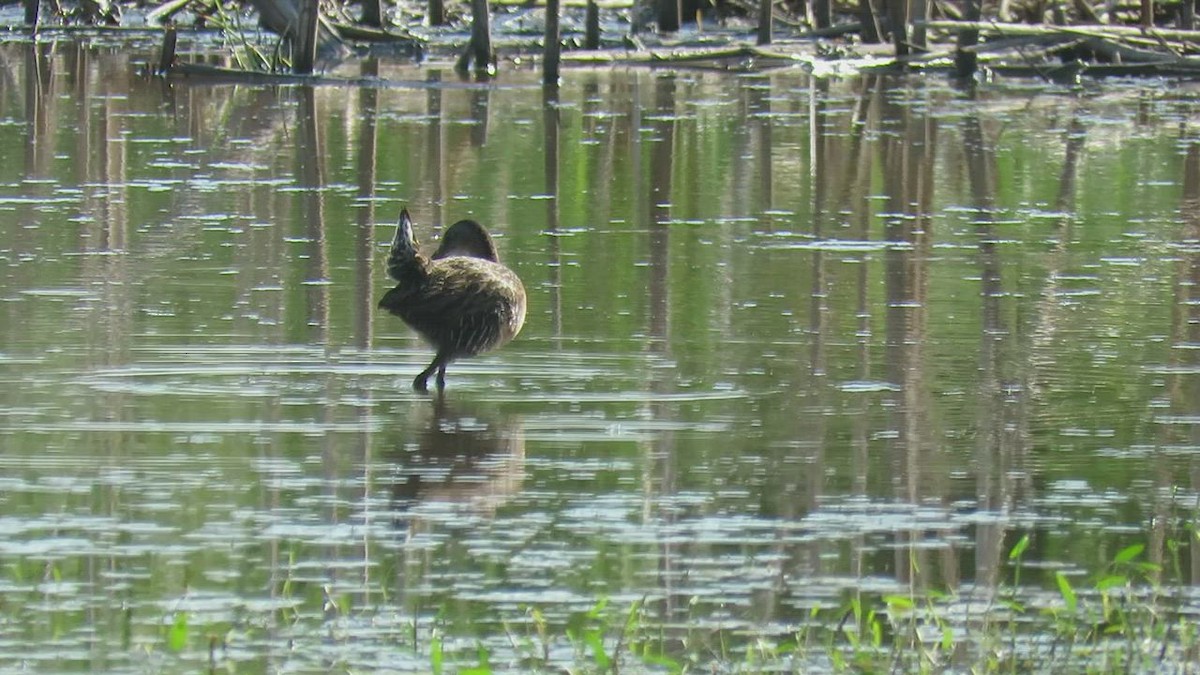 eBird Checklist - 20 Jul 2022 - Frank Shoemaker Marsh - 32 species
