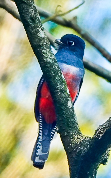 eBird Bolivia Checklist - 10 Jul 2022 - Sadiri Lodge - 31 species