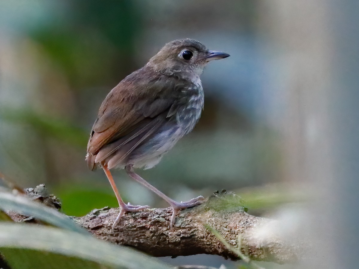 Thrush-like Antpitta - Myrmothera campanisona - Birds of the World