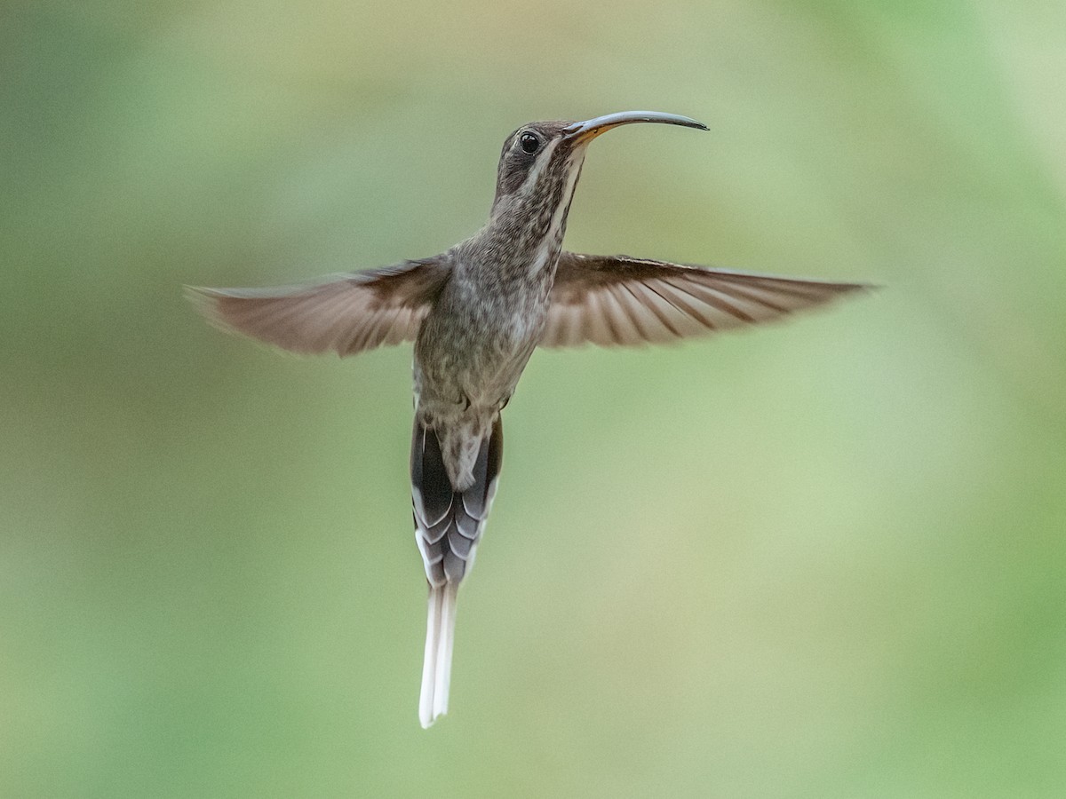 White-bearded Hermit - Phaethornis hispidus - Birds of the World