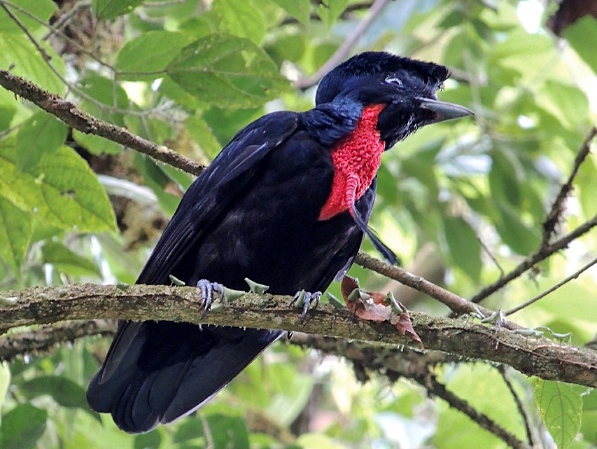 Umbrellabird