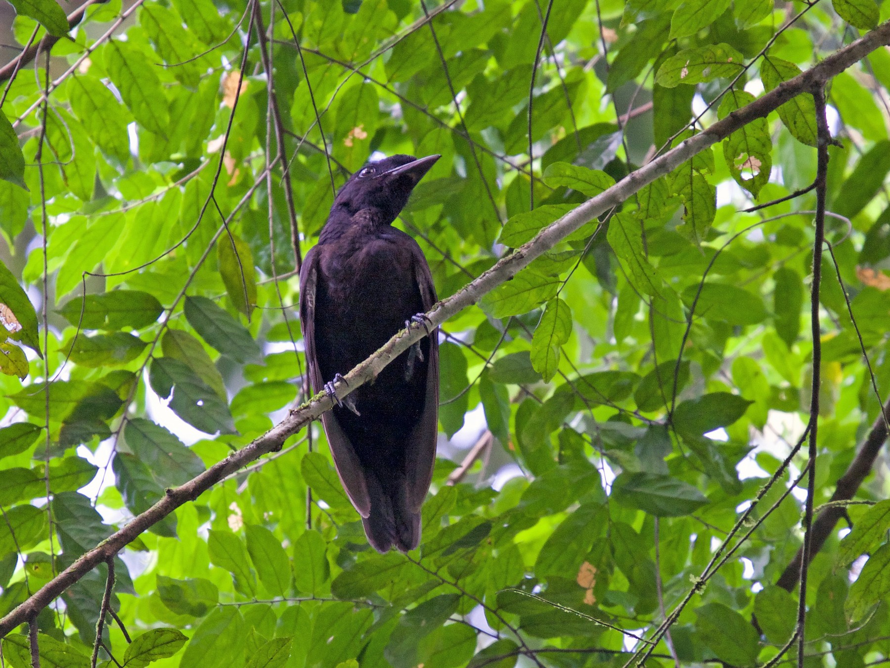 Bare-necked Umbrellabird - eBird