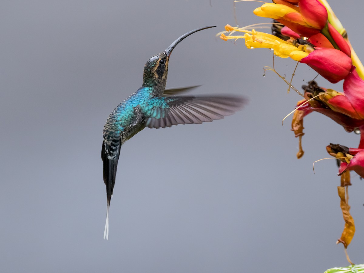 Green Hermit - Phaethornis guy - Birds of the World