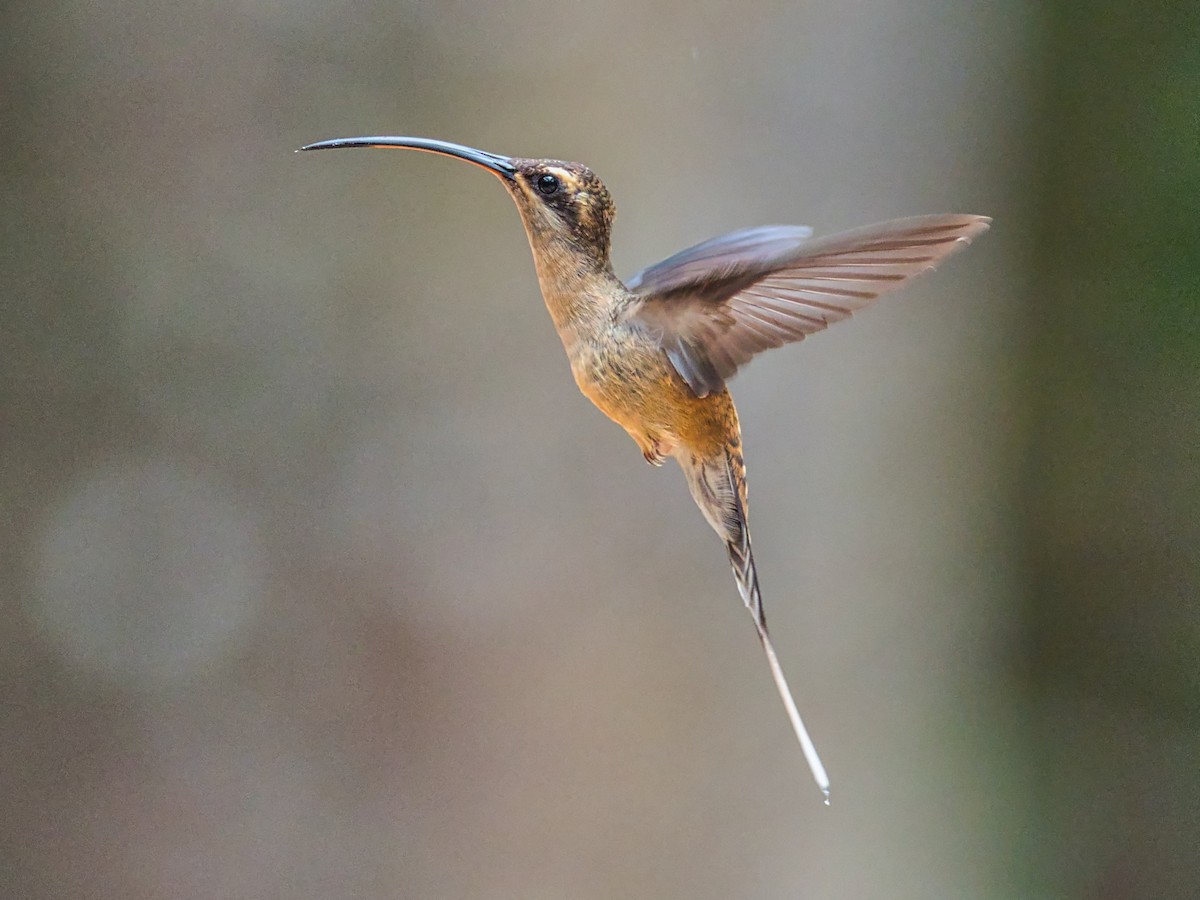 Long-tailed Hermit - Phaethornis superciliosus - Birds of the World