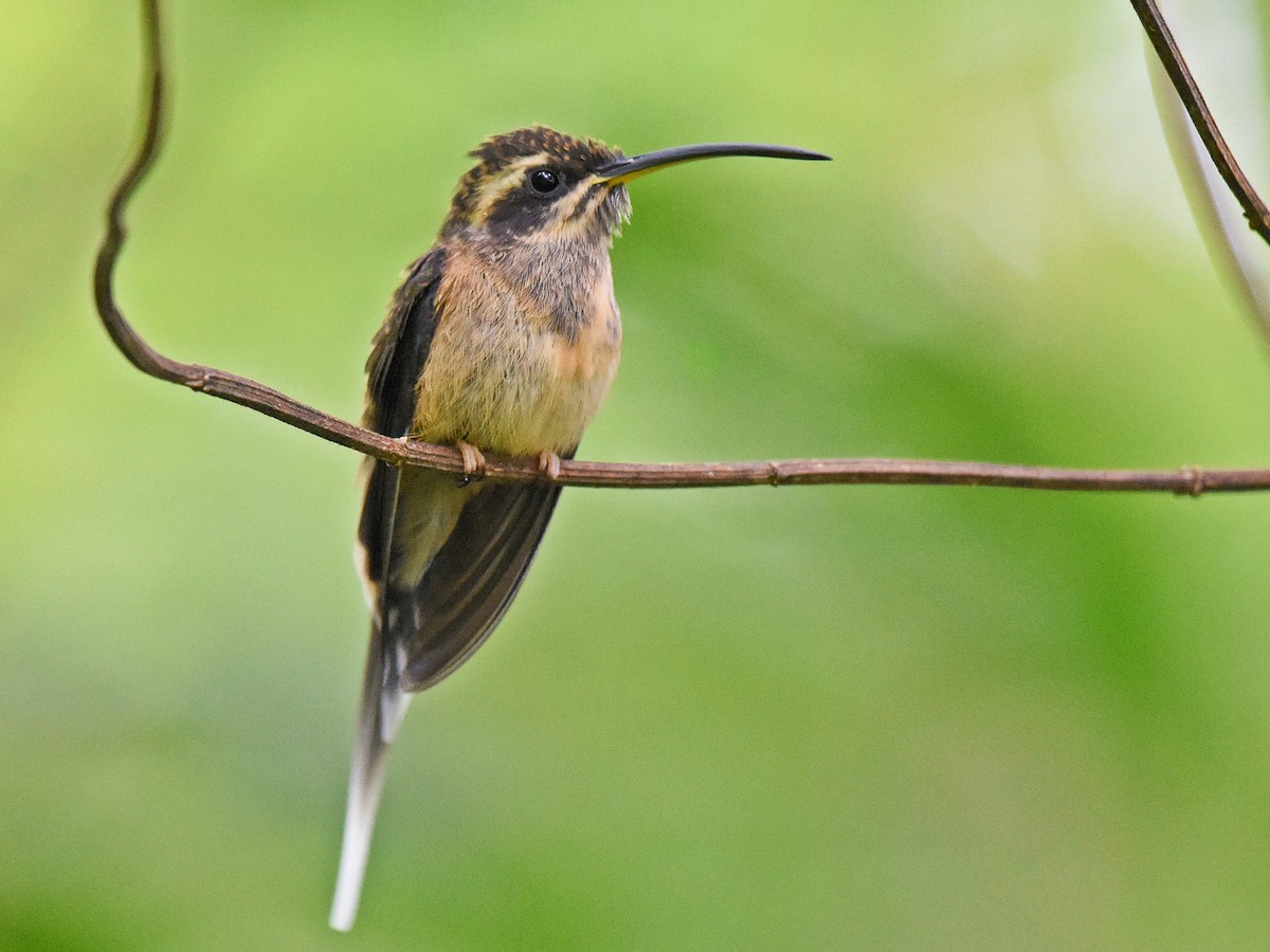 Dusky-throated Hermit - Phaethornis squalidus - Birds of the World