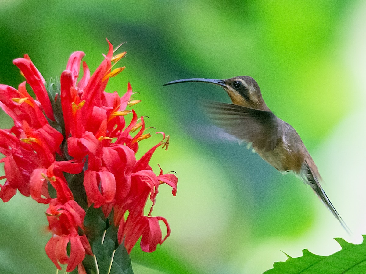 Little Hermit - Phaethornis longuemareus - Birds of the World
