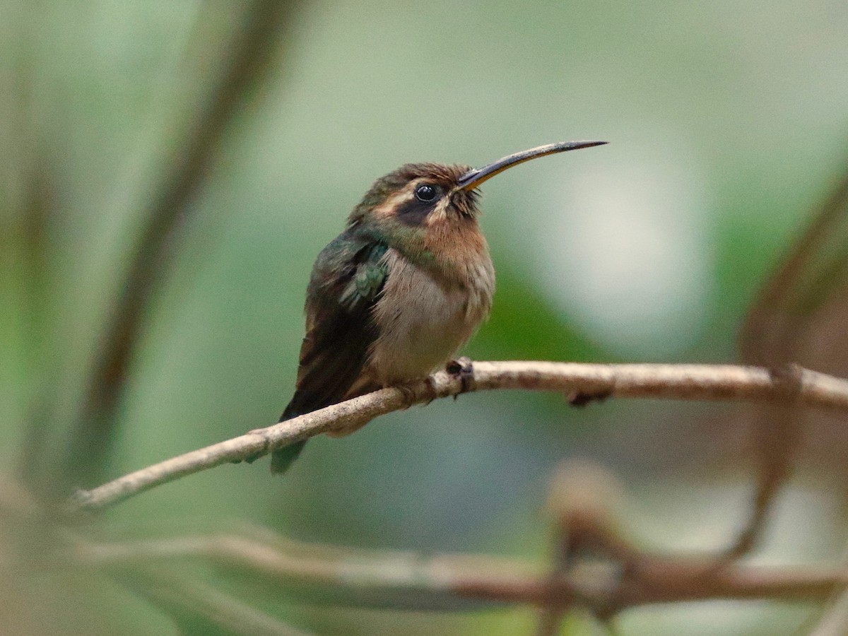 Minute Hermit - Phaethornis idaliae - Birds of the World