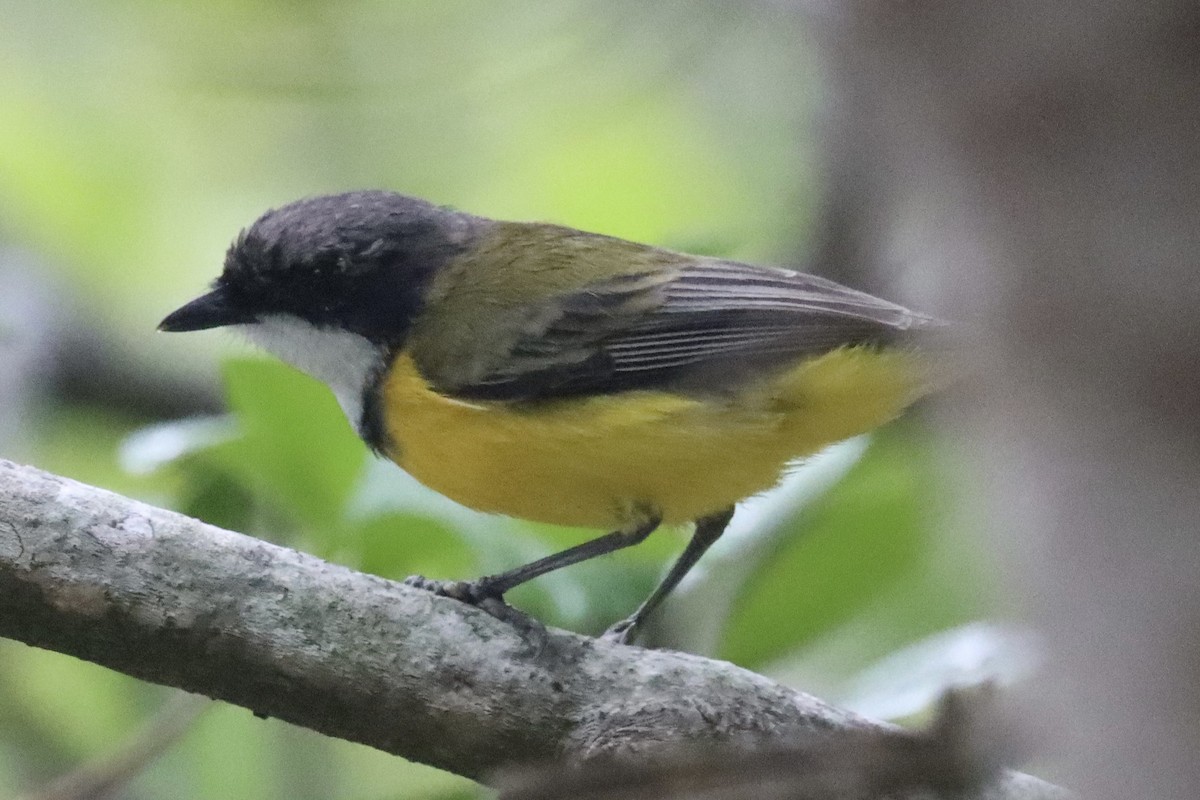 eBird Checklist - 1 Aug 2022 - Sandfly Creek, Mackay - 30 species (+1 ...