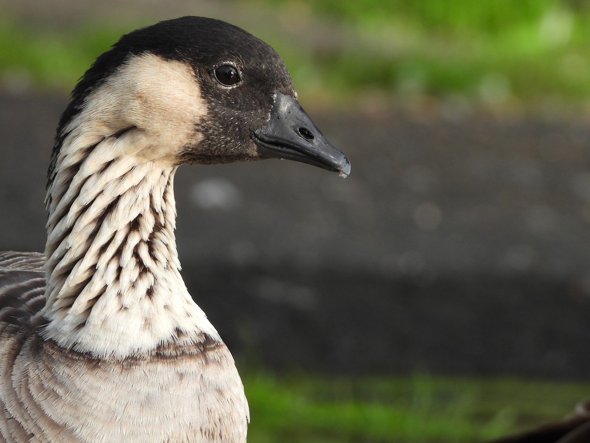 eBird Checklist - 30 Jul 2022 - Wailoa River SP -- Waiakea Pond - 15 ...