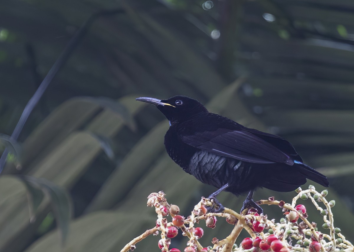 eBird Checklist - 17 Jun 2014 - Curtain Fig Tree - 6 species
