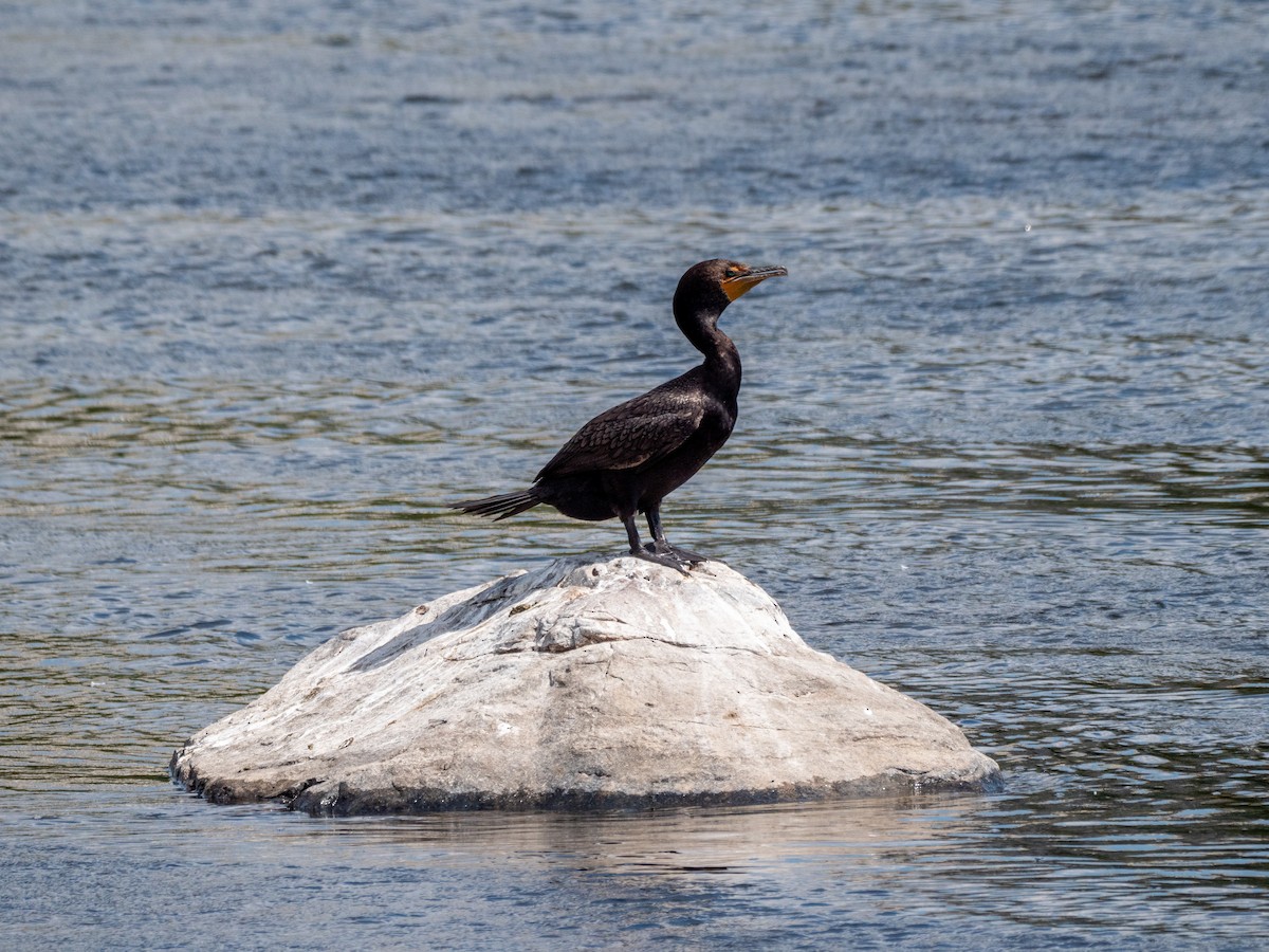 ML471836671 Double-crested Cormorant Macaulay Library