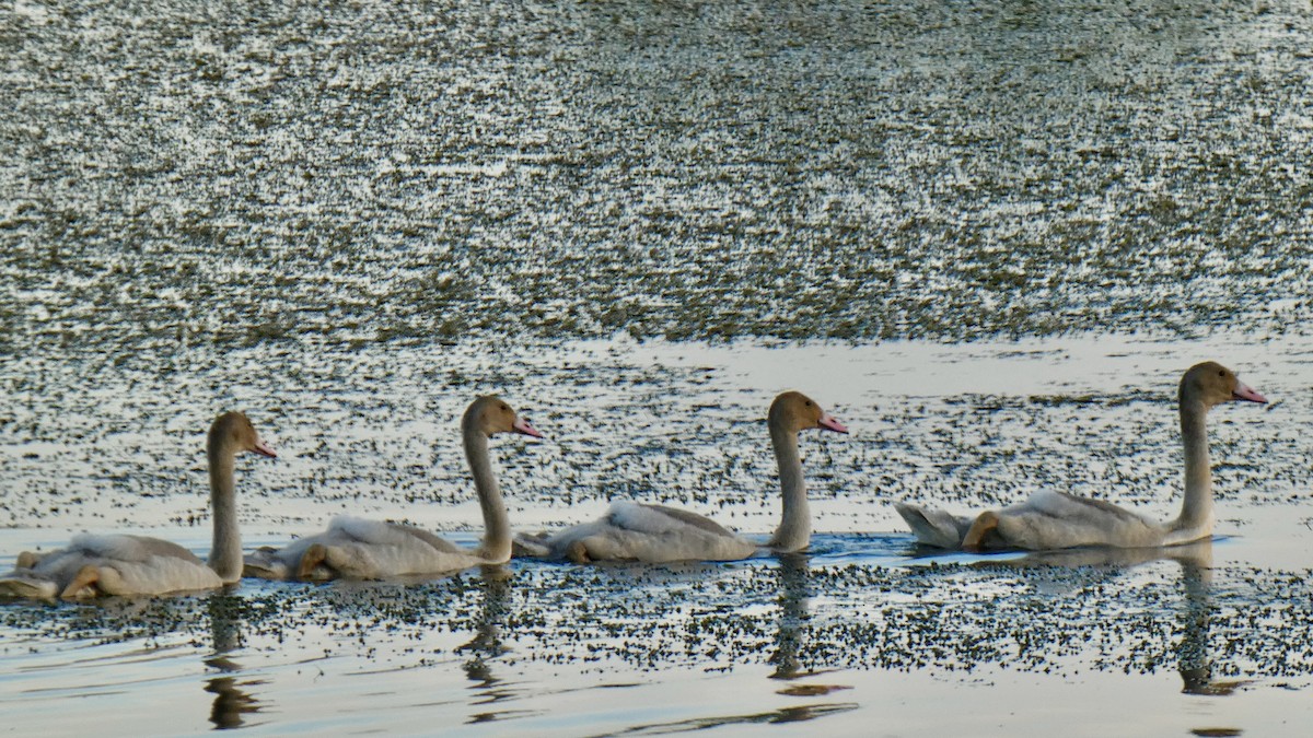 eBird Checklist - 30 Jul 2022 - Howard Marsh Metropark - 21 species