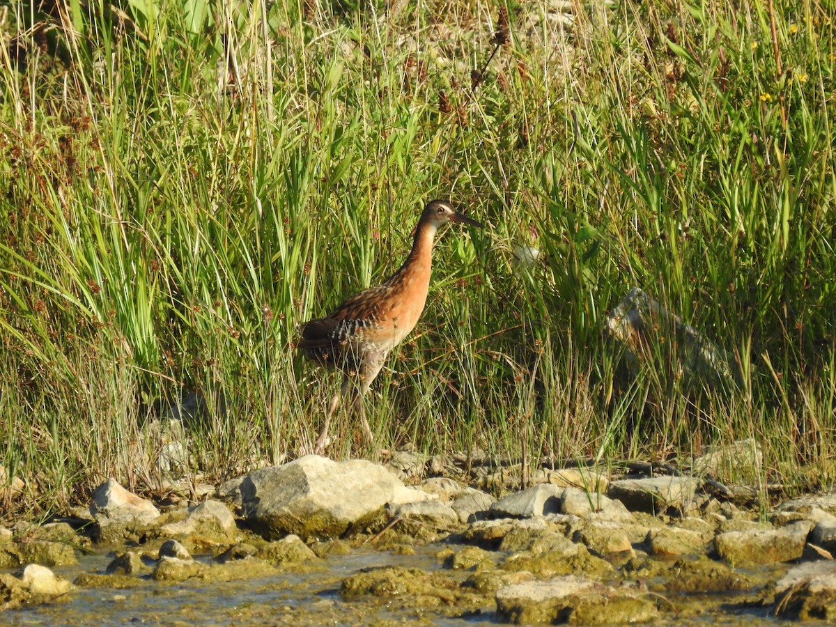eBird Checklist - 1 Aug 2022 - Prairie Oaks Metro Park--Darby Bend ...