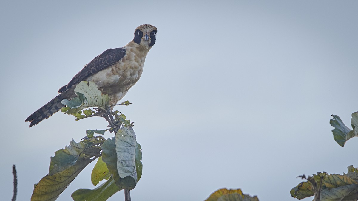 eBird Checklist - 29 Jul 2022 - Copeg 551-3 Manzana 080817, Pacora ...