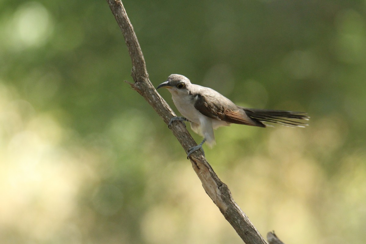 ML471965231 - Yellow-billed Cuckoo - Macaulay Library