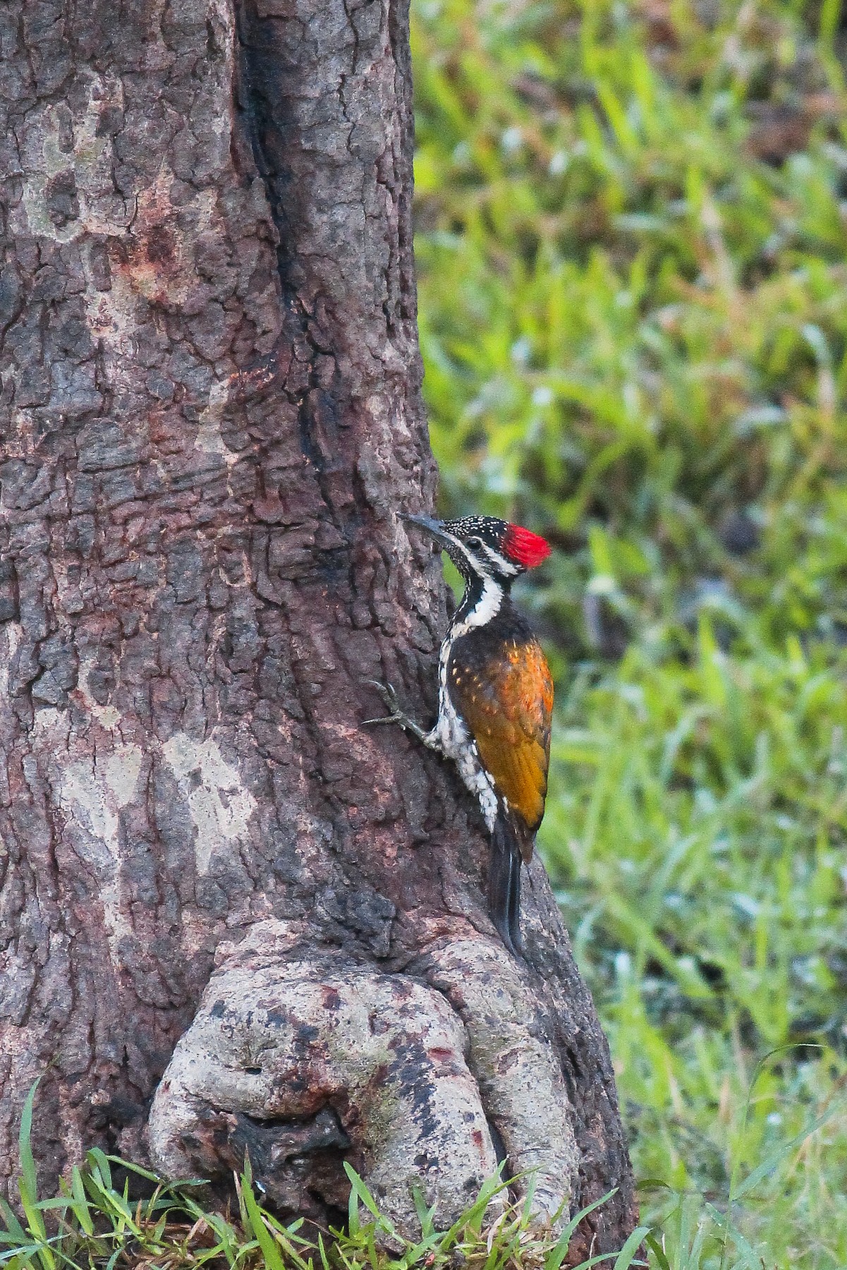Black-rumped/Red-backed Flameback - eBird