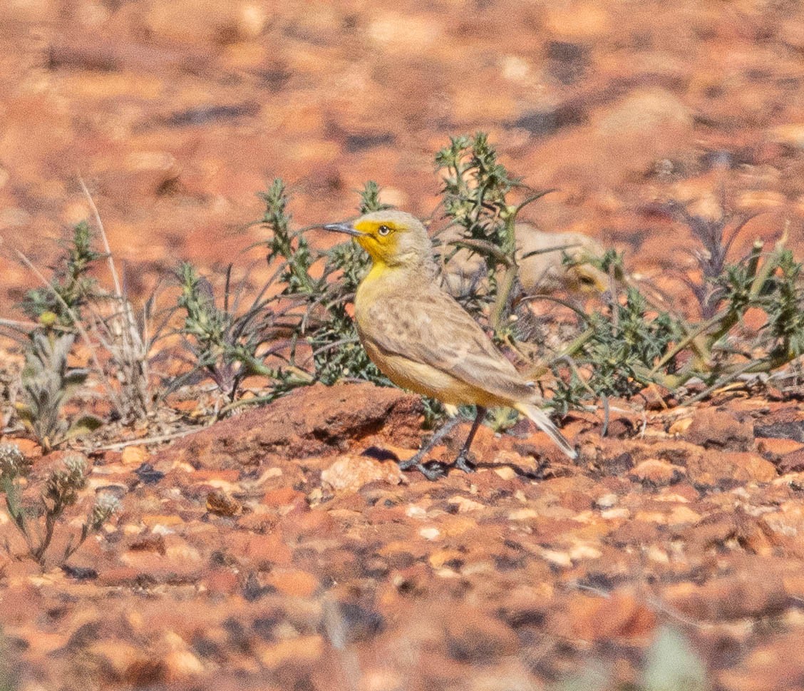 eBird Checklist - 1 Aug 2022 - Kanku - Breakaways Conservation Park - 5 ...
