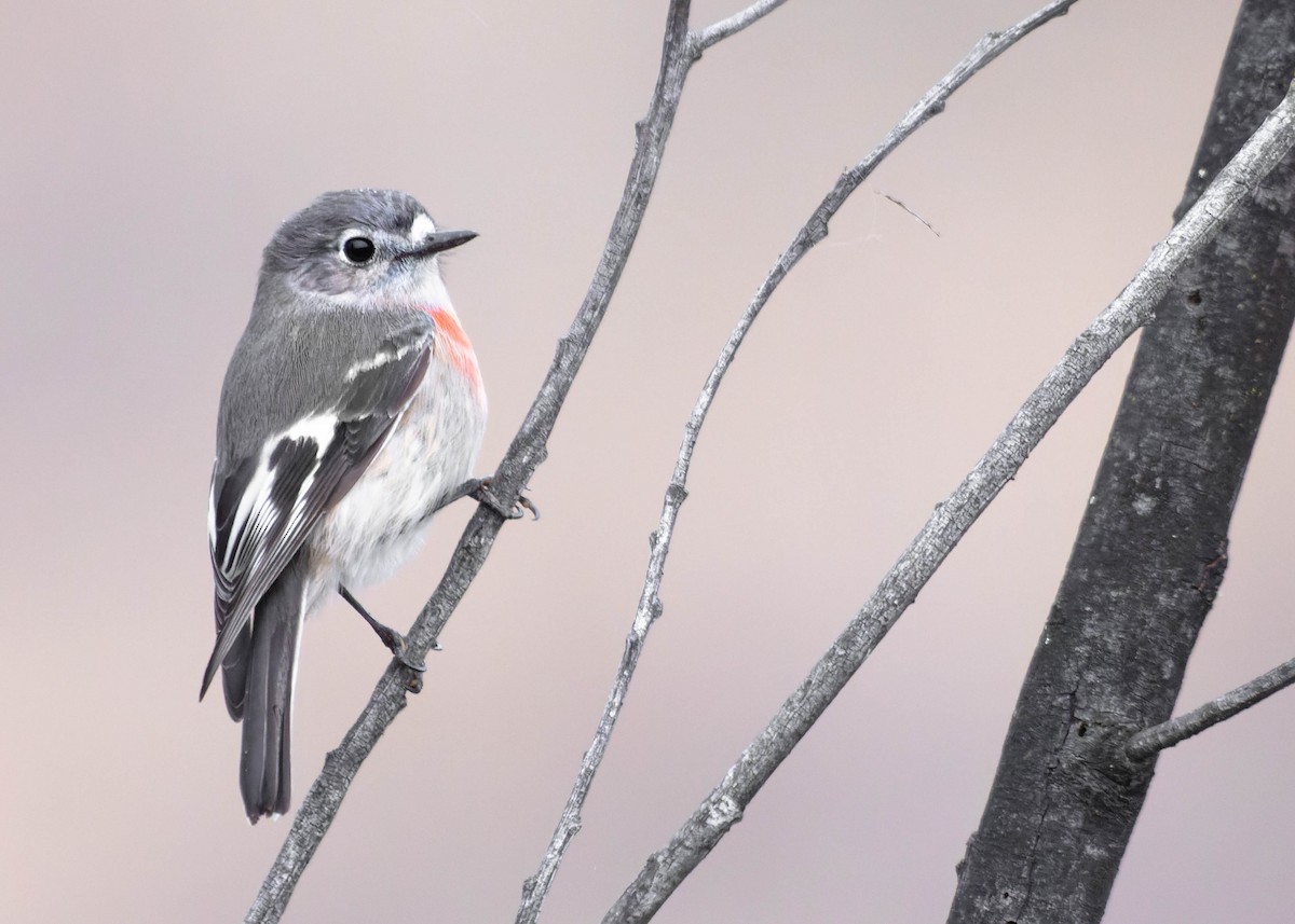 Scarlet Robin (Scarlet) - eBird