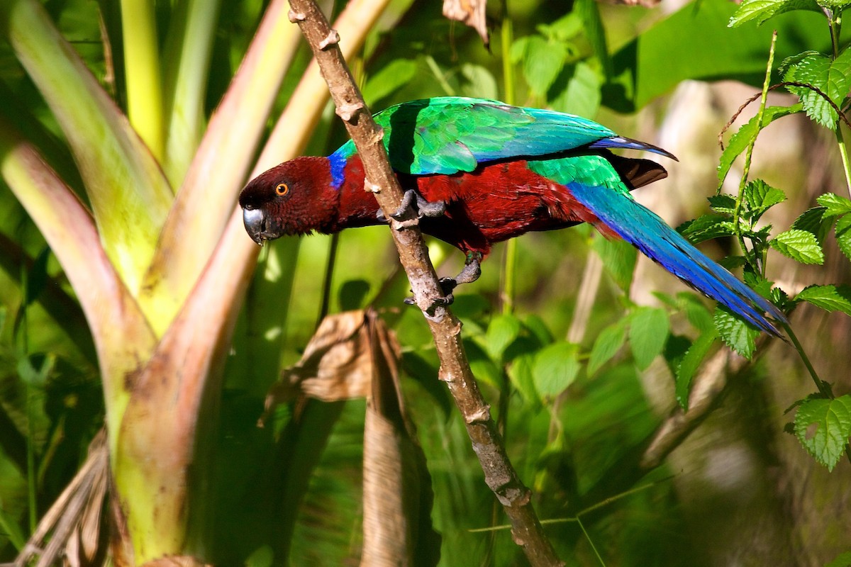 Red Shining-Parrot - Prosopeia tabuensis - Birds of the World