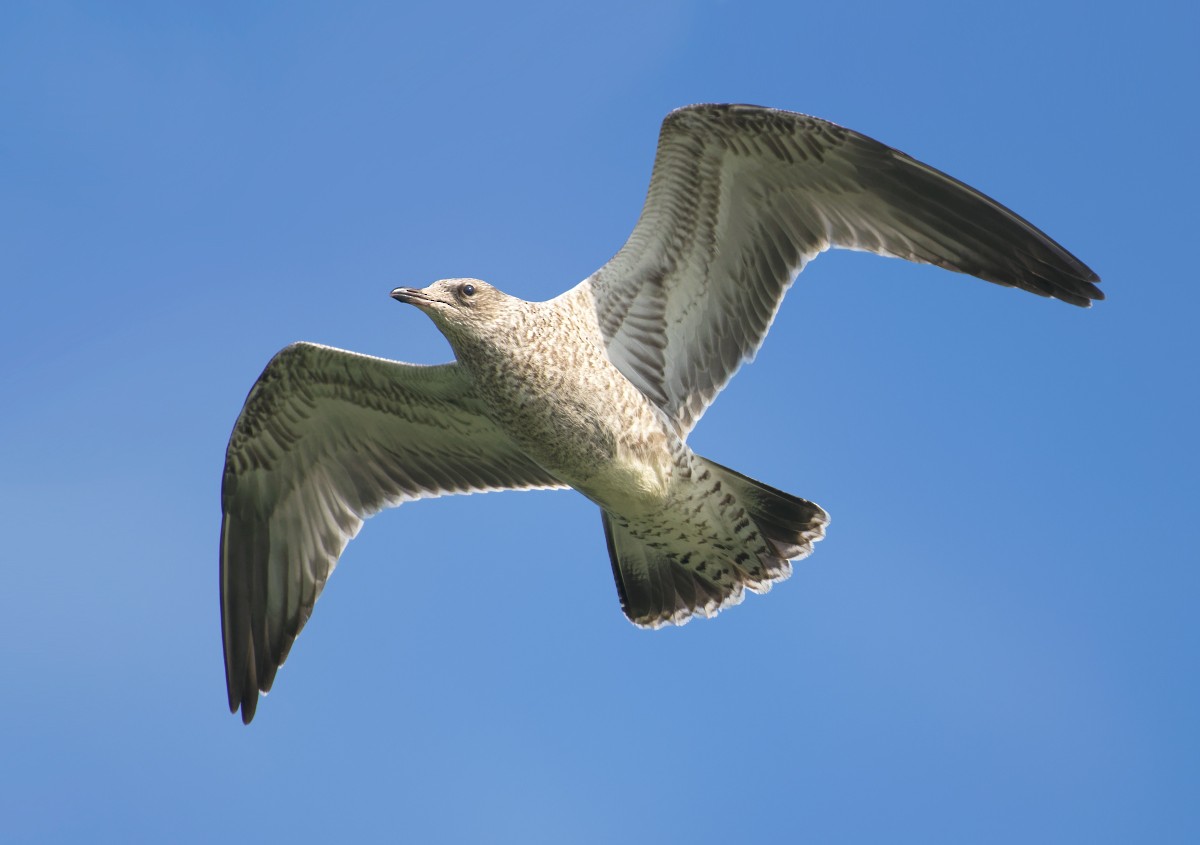 ML472033061 California Gull Macaulay Library