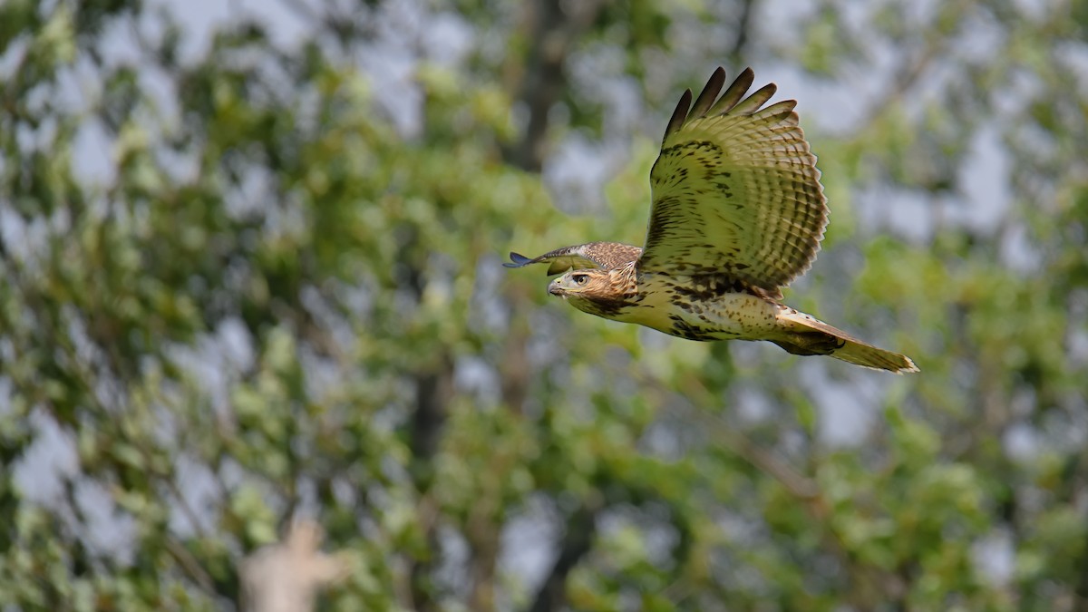 eBird Checklist - 1 Aug 2022 - Ottawa NWR--Wildlife Drive (Ottawa Co ...