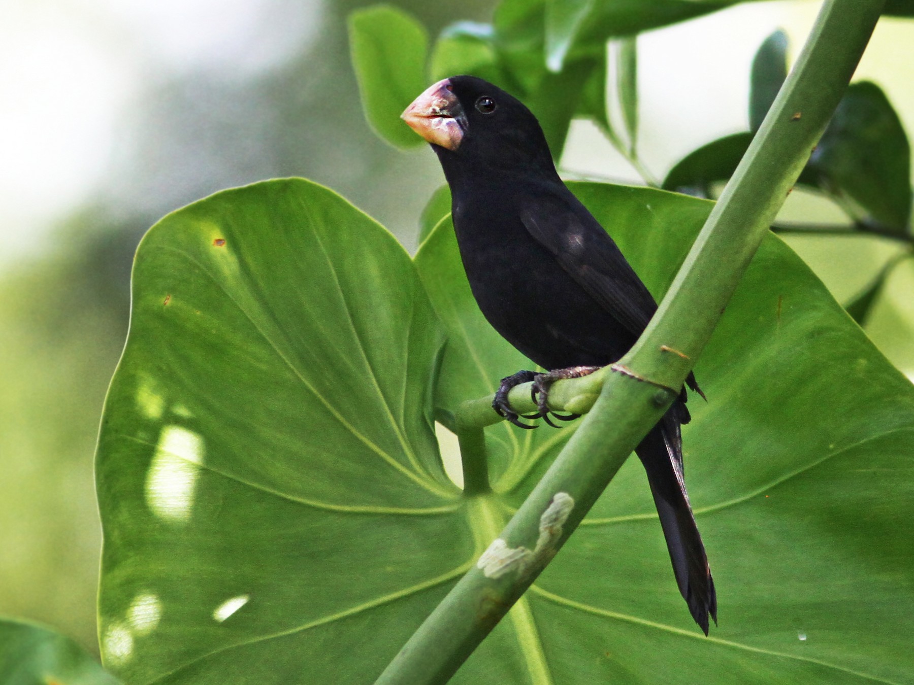 Nicaraguan Seed-Finch - eBird