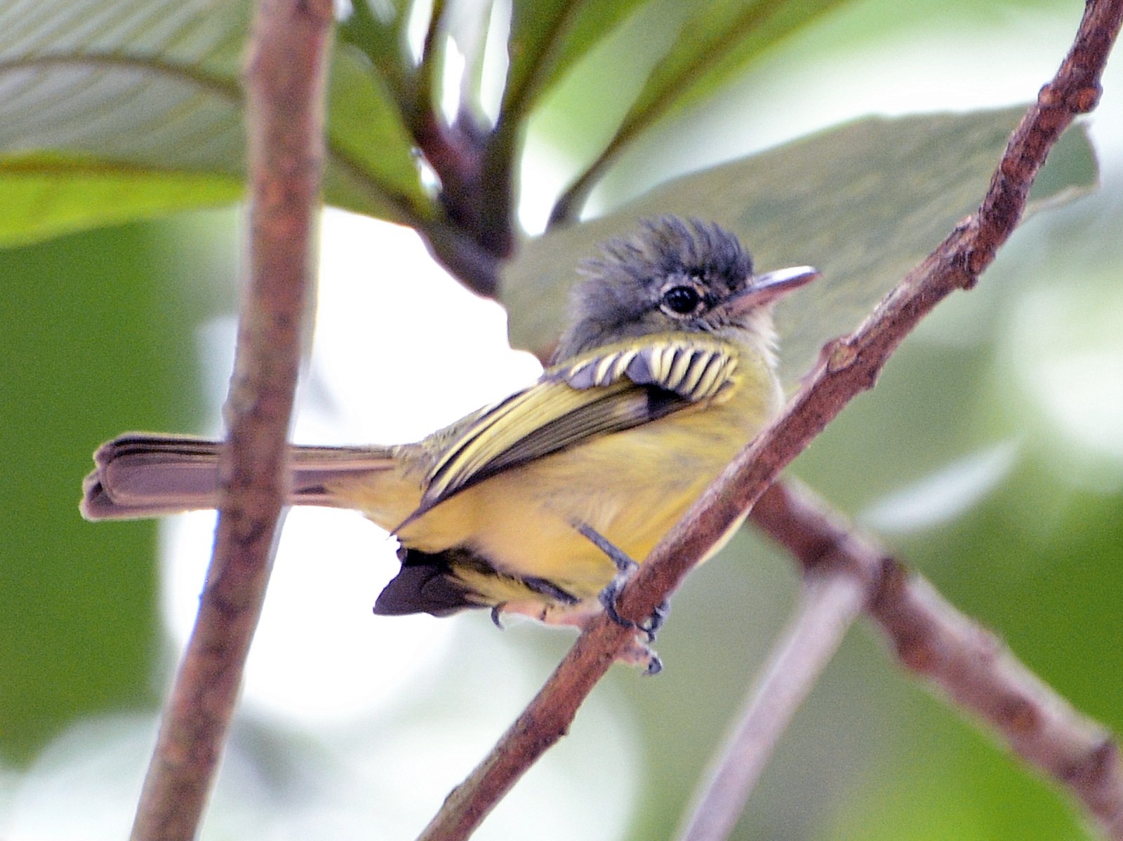 Yellow-margined Flycatcher - eBird