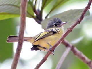 Yellow-winged Flatbill - eBird