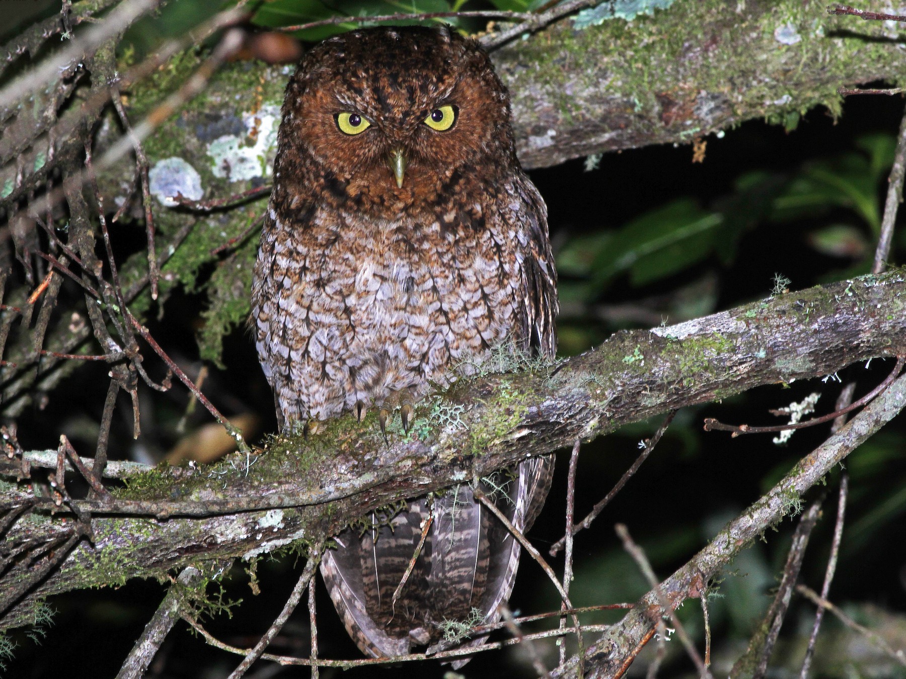 Bare-shanked Screech-Owl - eBird