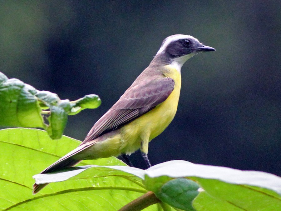 White-ringed Flycatcher - eBird