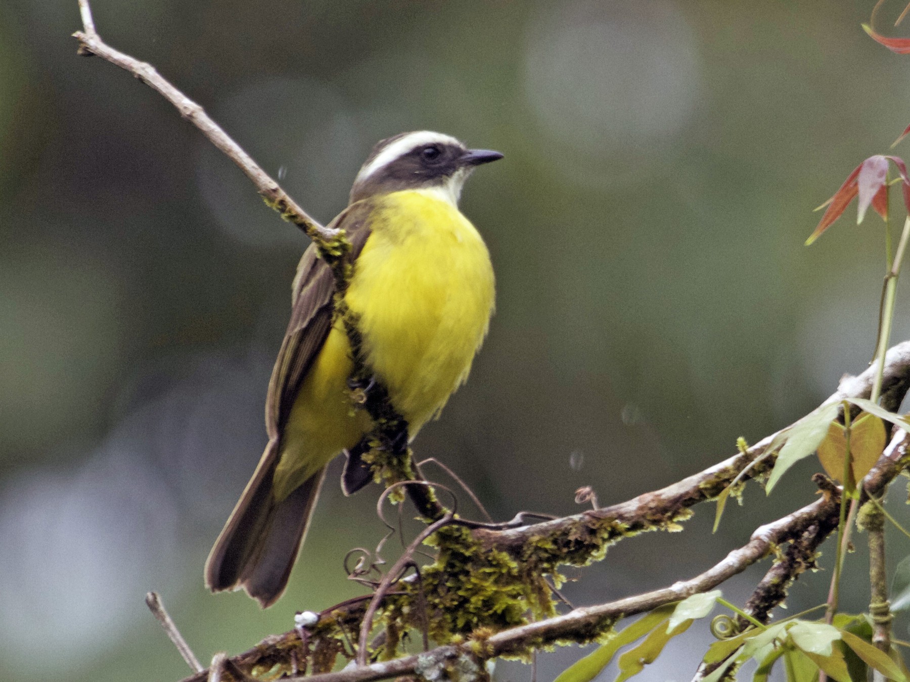 White-ringed Flycatcher - eBird