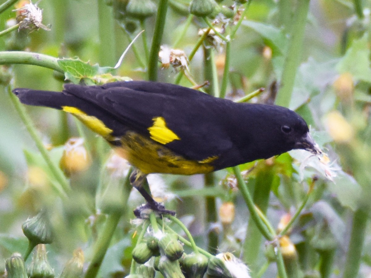Yellow-bellied Siskin - Spinus xanthogastrus - Birds of the World