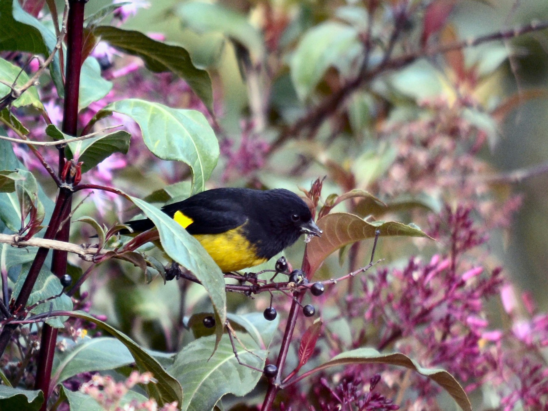 Yellow-bellied Siskin - eBird
