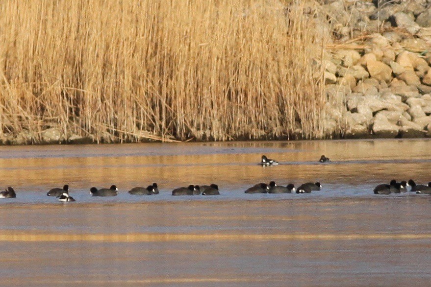 eBird Checklist - 2 Feb 2017 - Goosewing Beach Preserve & Quicksand ...